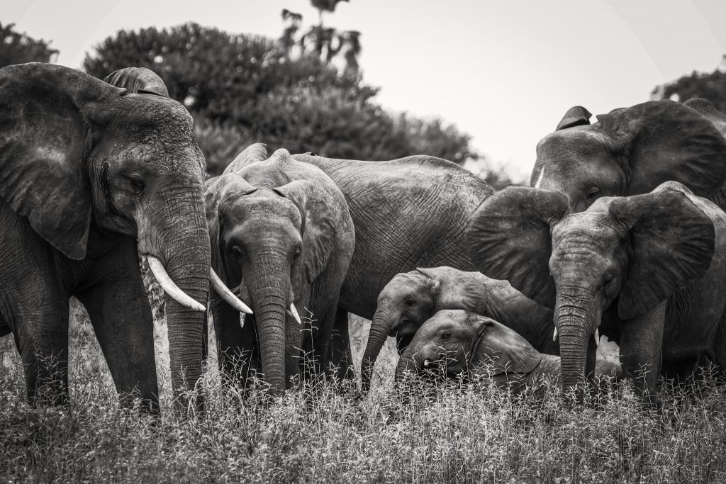 Destinations - Lion Guides Safaris